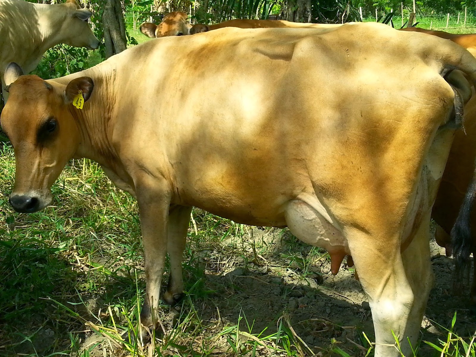 PORTAL GANADERO HIGUEYANO: GANADO CRIOLLO DOMINICANO.