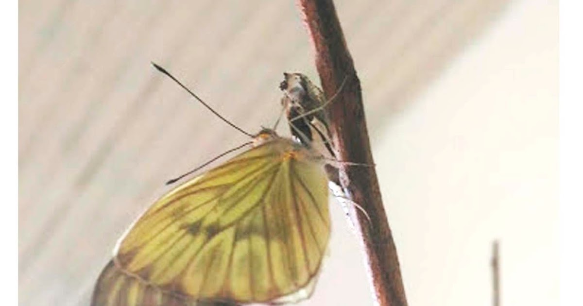 Portfólio de Aprendizagens - Lisiane Negreiros: E como vai o andamento ...