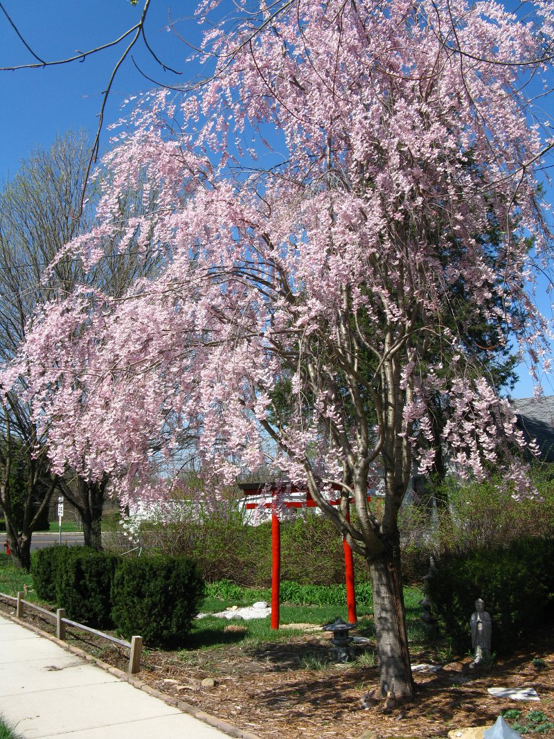 Essentially Nothing...: Full Bloom Trees; Half Bloom Sidewalk