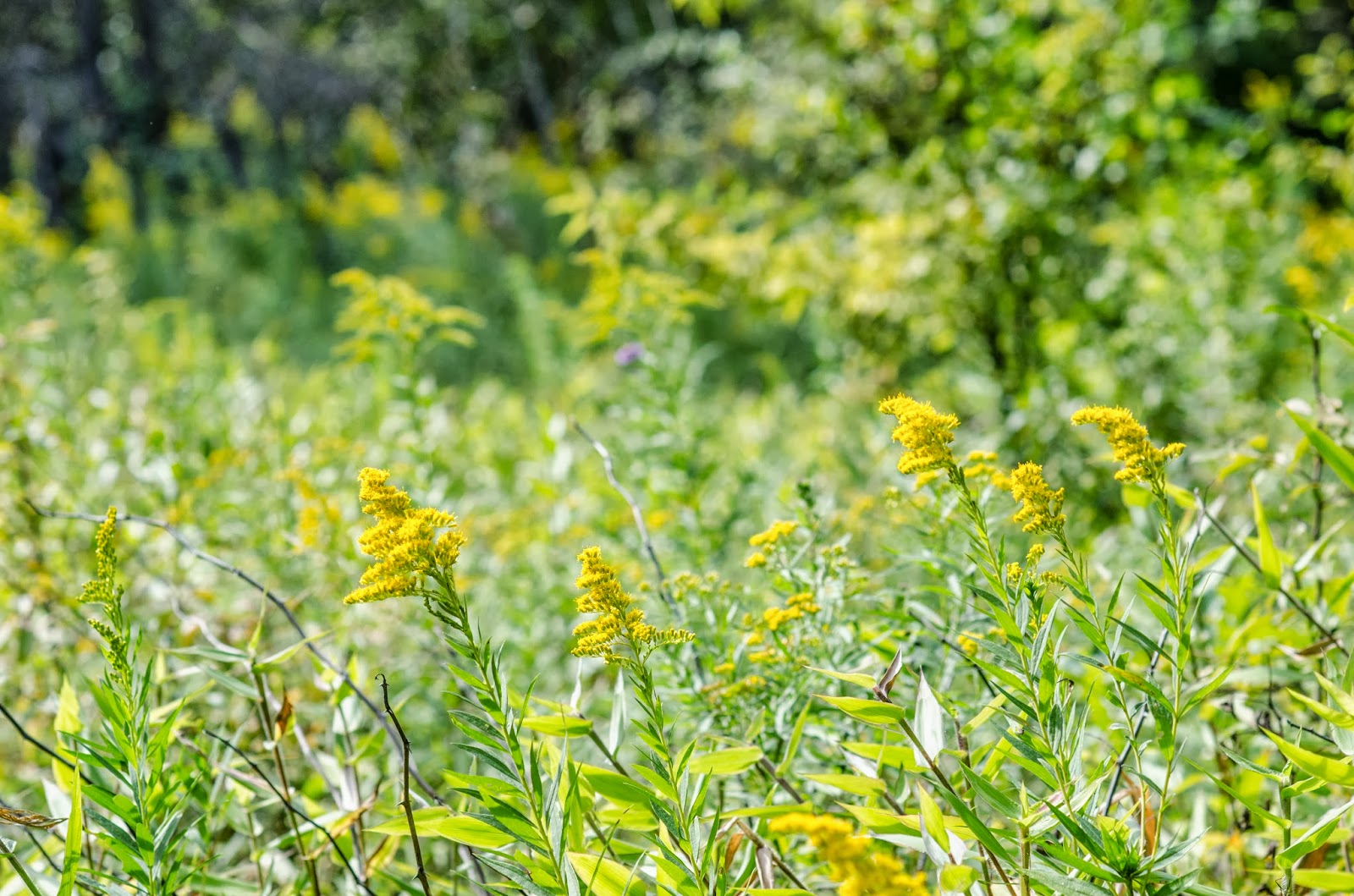 Picturing the Ordinary: Hop Frog Pond