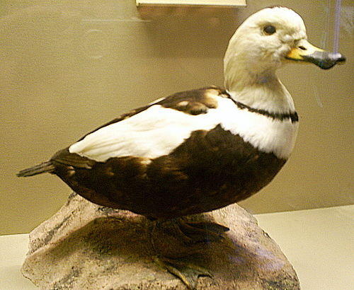 EXTINCT SPECIES OF ANIMALS