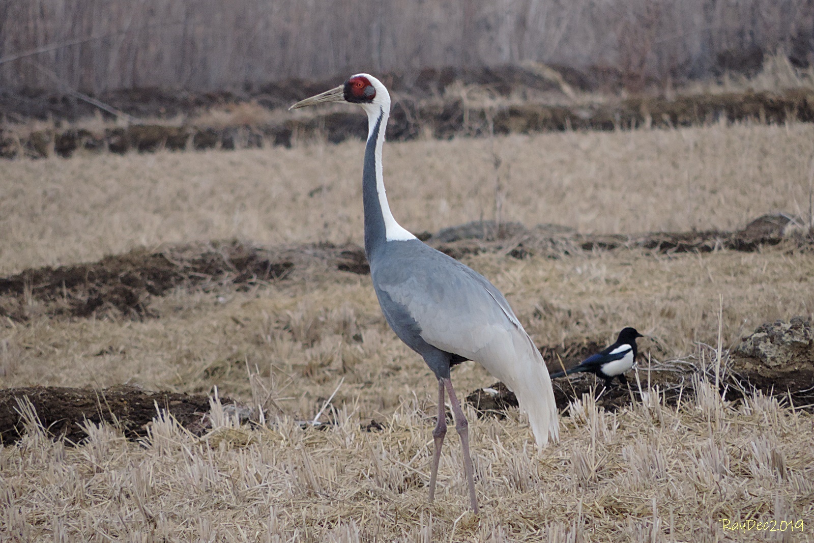 Birding in Japan: South Korea III Cranes in the DMZ