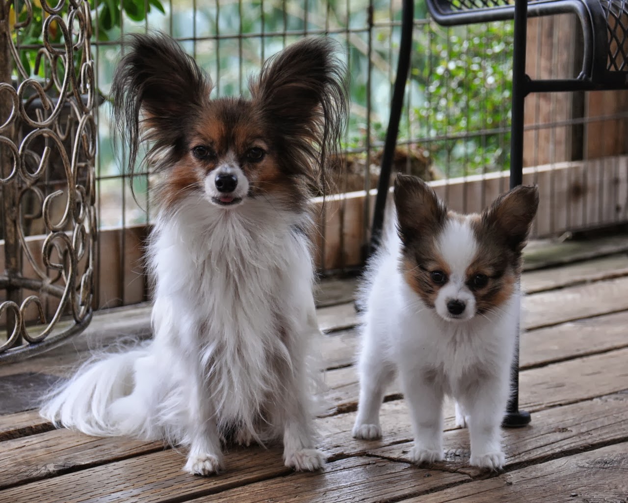 Road's End Papillons : 8 Weeks old Papillon Puppies