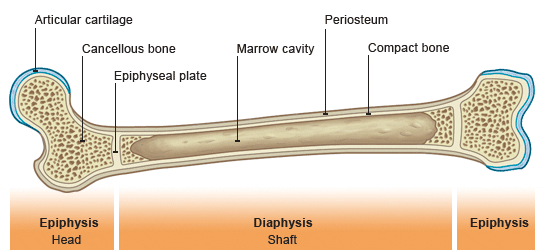 The structure of animal bones, Osteology, Skeleton, studying bones ...
