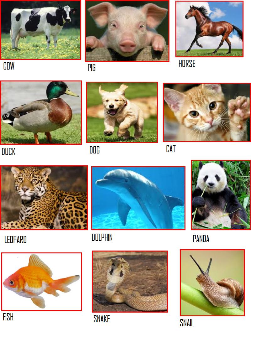 SEGUNDO DE PRIMARIA --- C.E.I.P. Carlos V: Natural Science: ANIMALS!