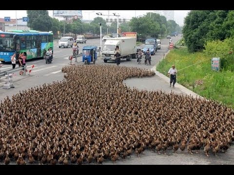 The Most Knowledge : 10 Most Amazing Video in The World You Need To See