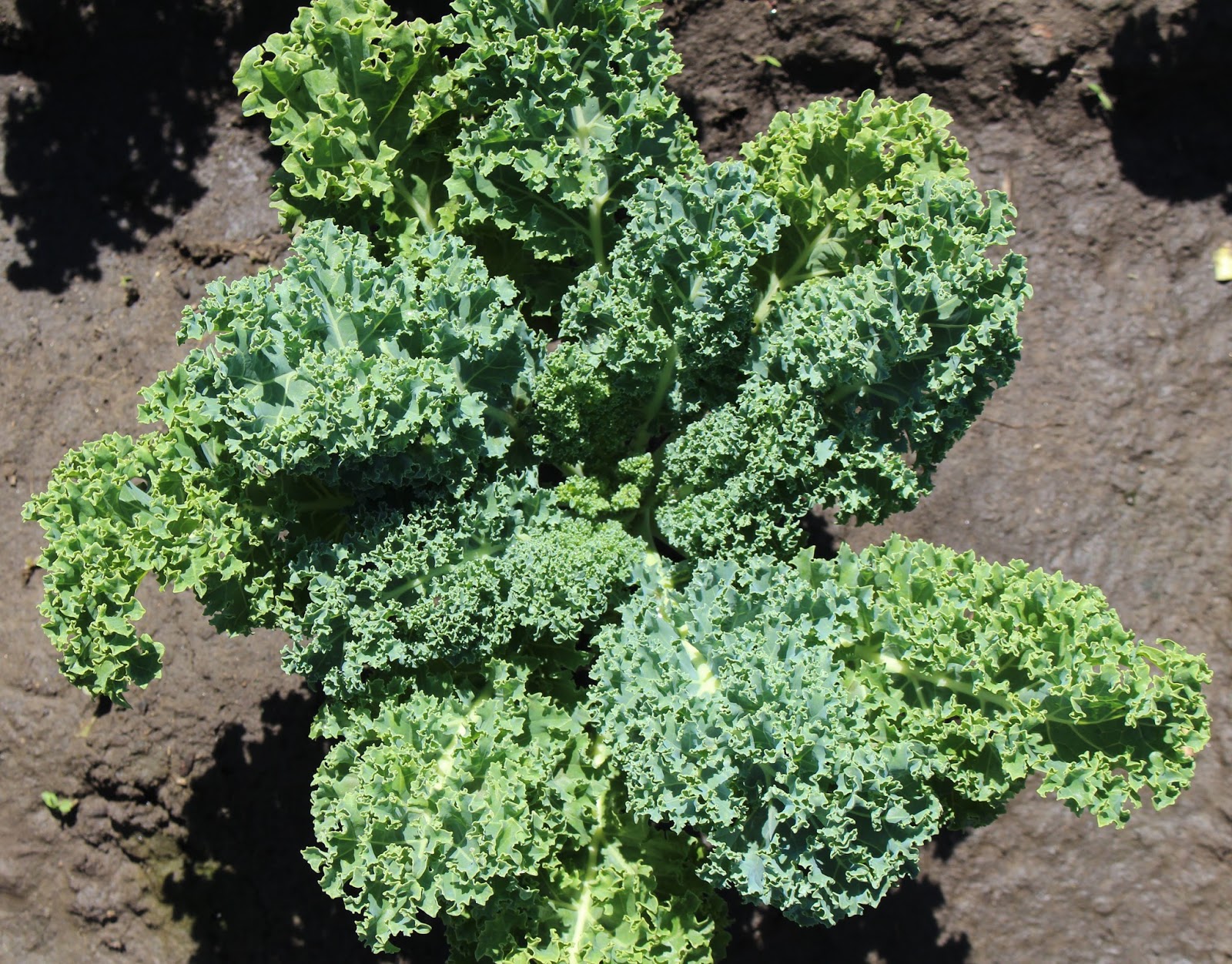 Harmony Valley Farm: Vegetable Feature: Green Curly Kale