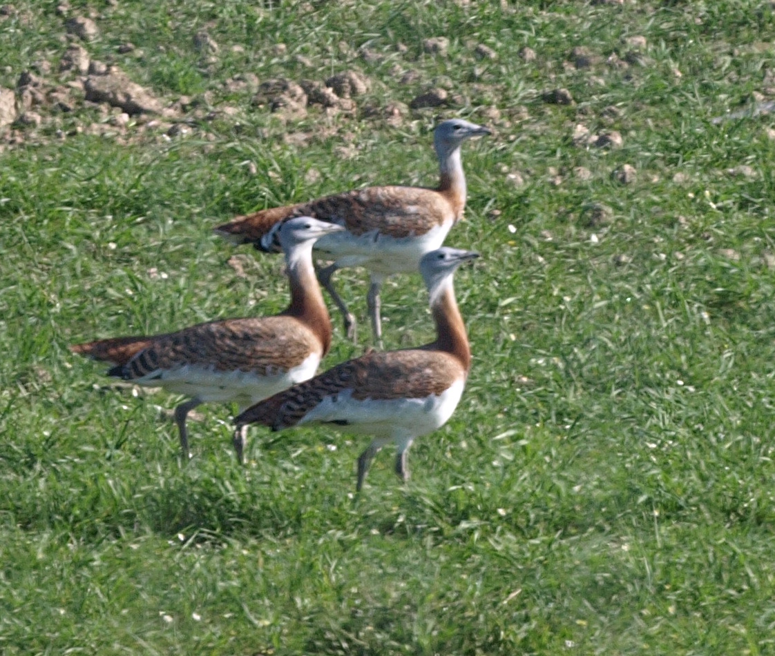 Variety of Life: Otididae