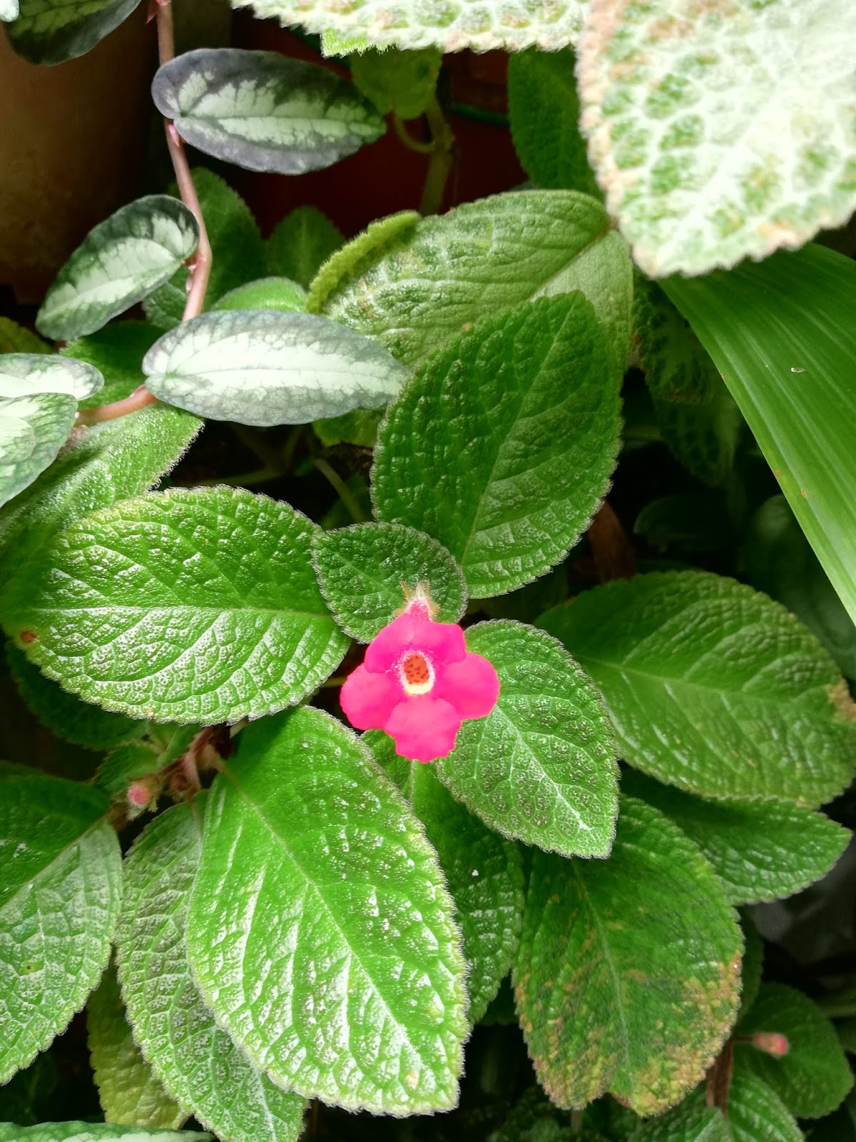 Garden Chronicles of James David: 27 Different Episcia Varieties ...