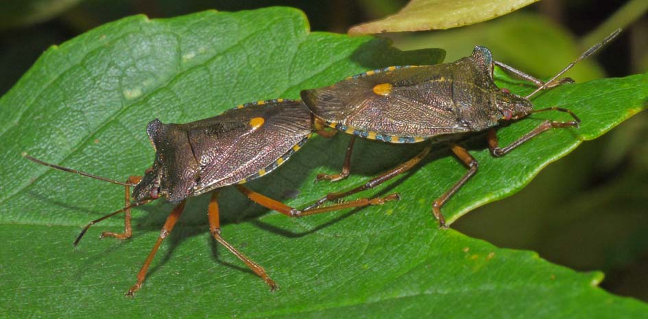 CABINET OF CURIOSITIES: Shield bug