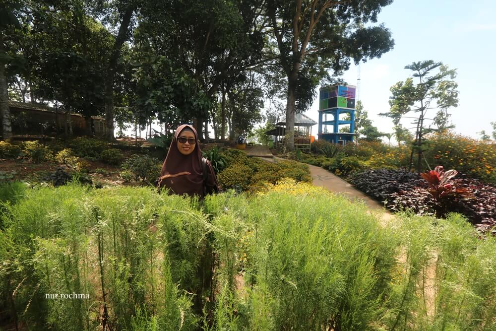 Ingin Foto di Taman Bunga? Coba deh, Mampir di Puncak Tapan Andongsari