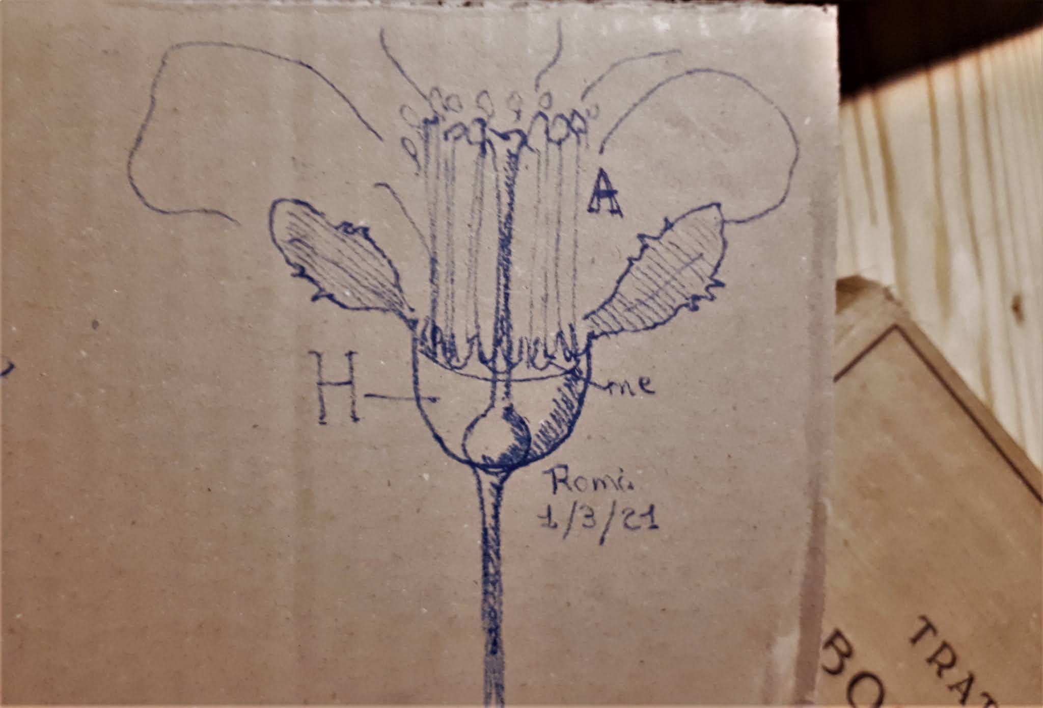 a lluc de cuc: Prunyoners en flor: Prunus insititia L.
