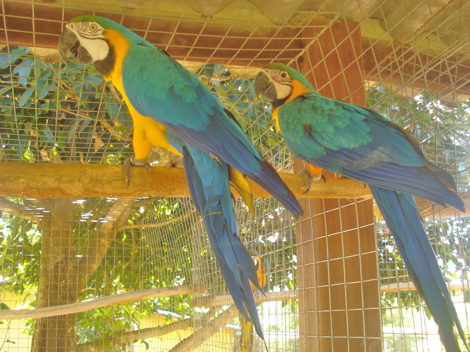 CRIADOURO MANDARIM: ARARA CANINDE (ARA ARAUNA)