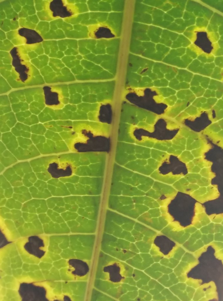 Isolation And Purification Of Plant Pathogens-Bacteria (Plant Care)