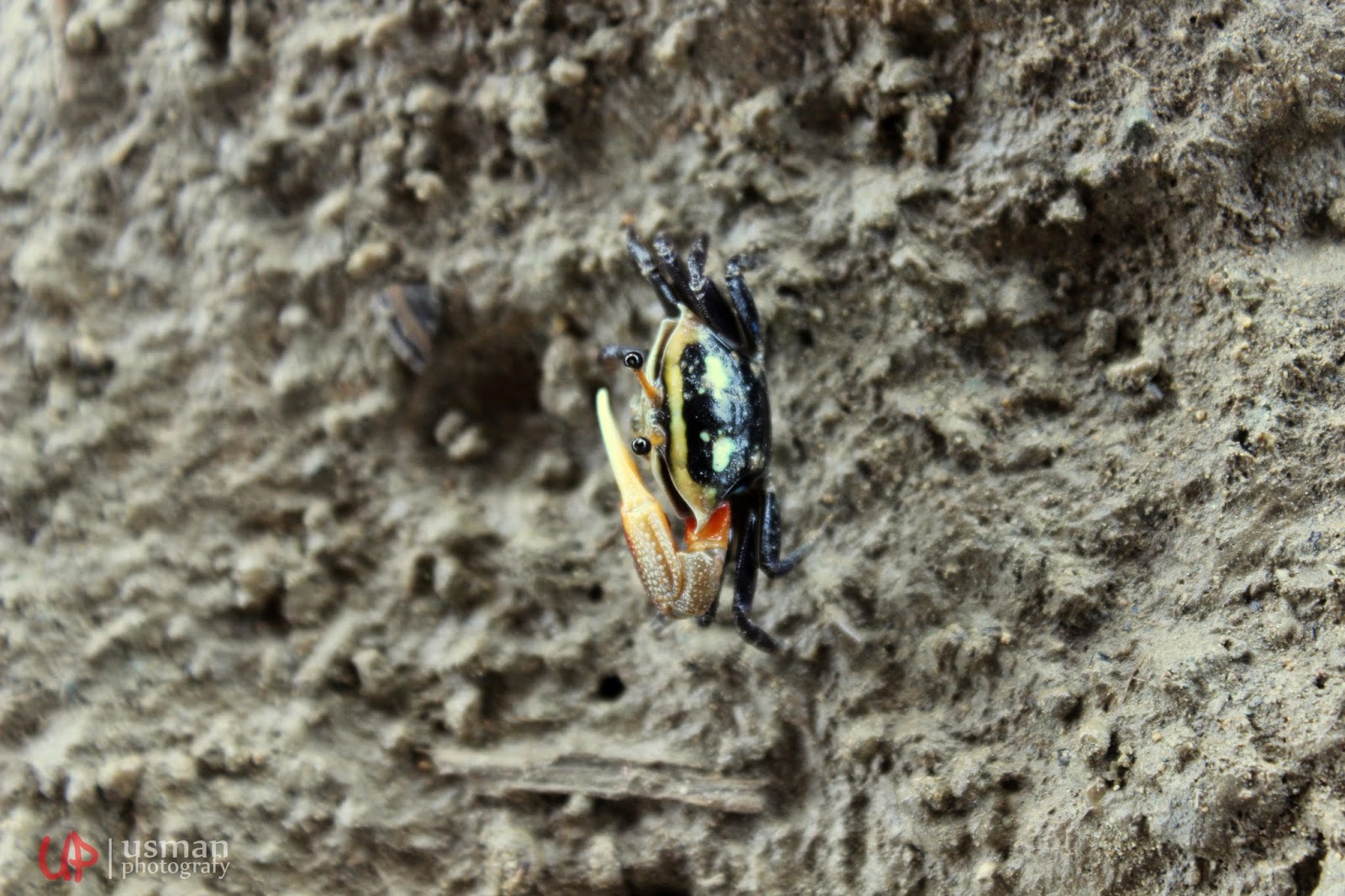 Kepiting Satu Capit