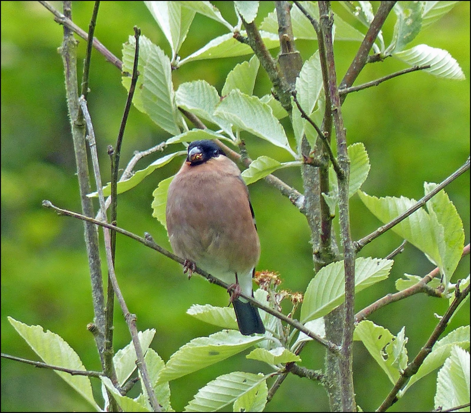 Wild and Wonderful: Scottish Odyssey 2 ~ Finches at Dunvegan on Skye