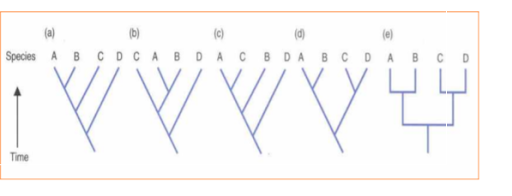 Hubungan Kekerabatan: Pendekatan Filogenetik dan Fenetik