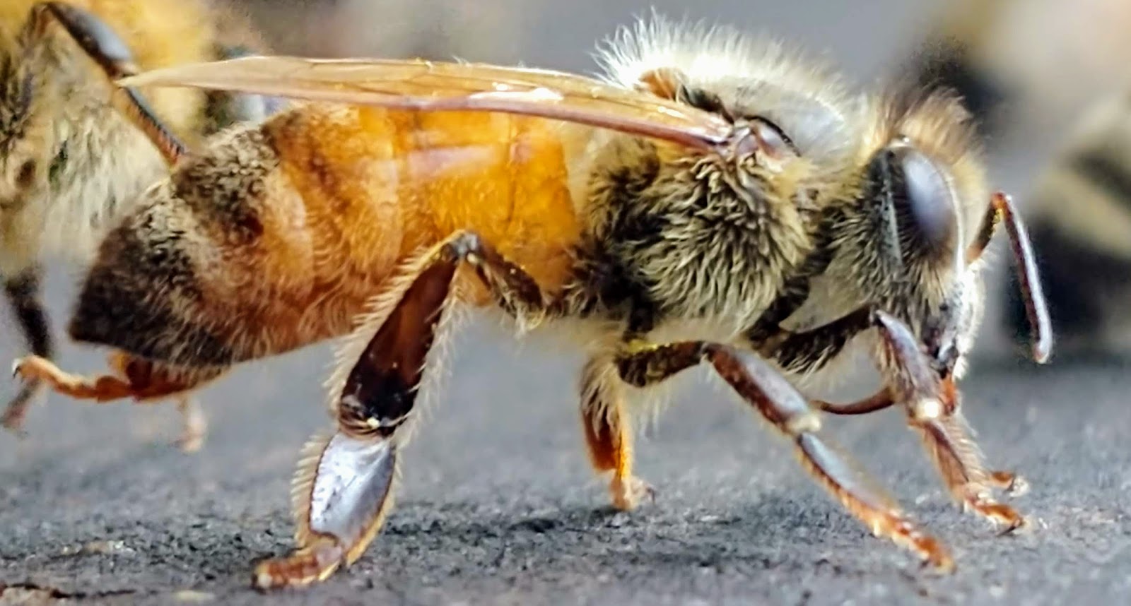 10 Things You Don't Know About Bees