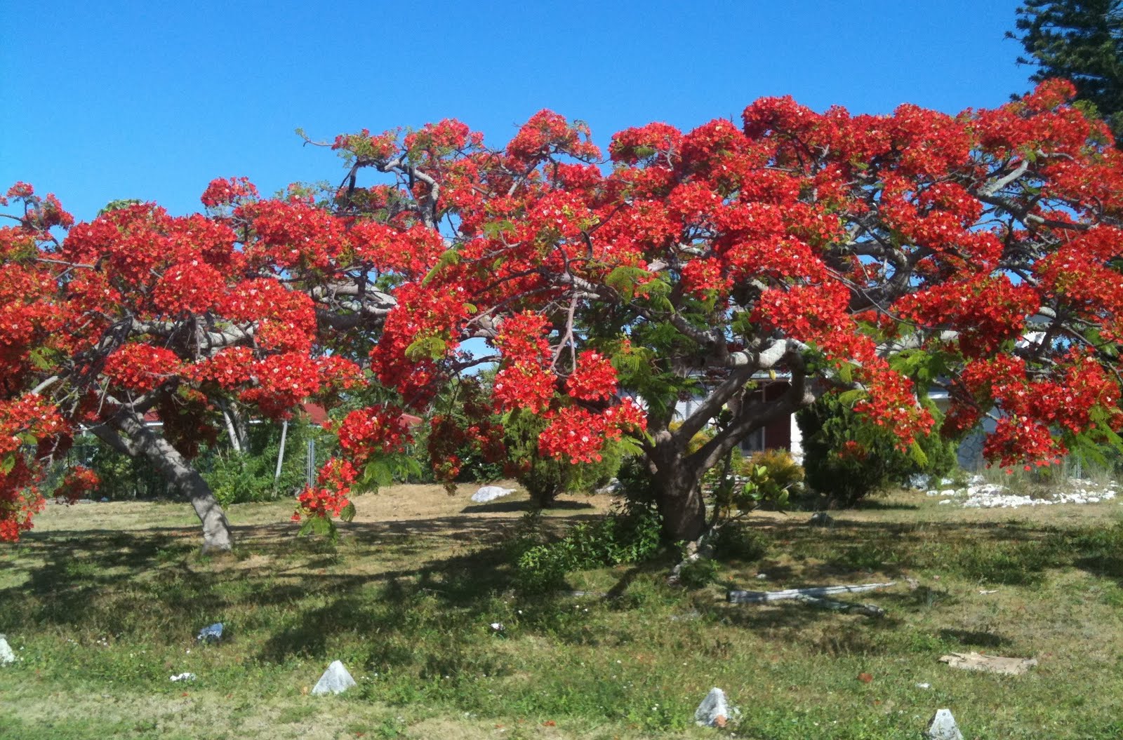 Taste Of Grand Bahama: Royal Poinciana Season