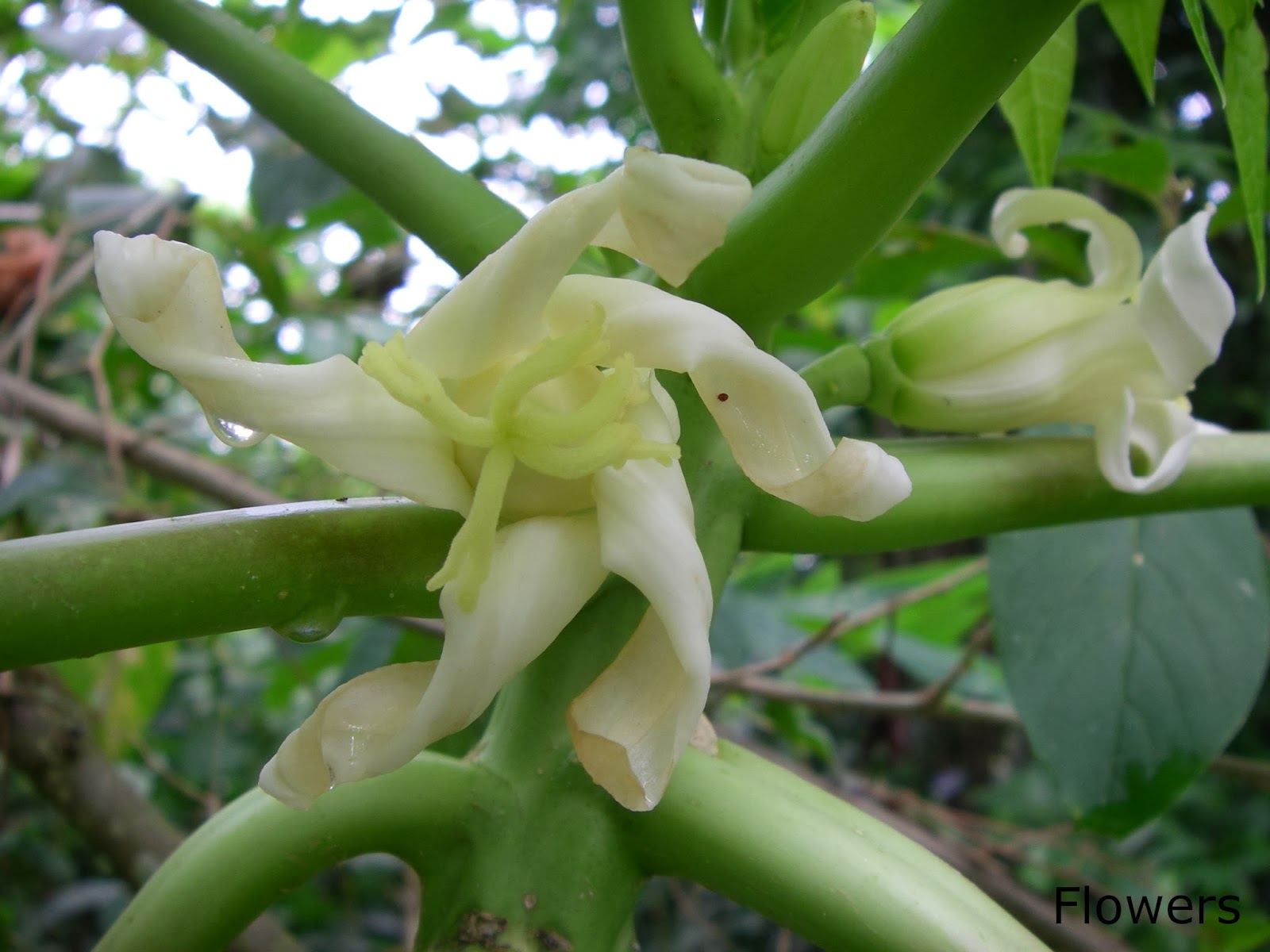 Paepol, Gaslabu-Carica papaya | Herbal plants Sri Lanka