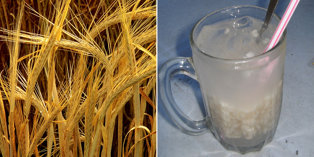 Crotons World: Kenali Pokok Barli Dan Khasiat Serta Petua Air Barli ...