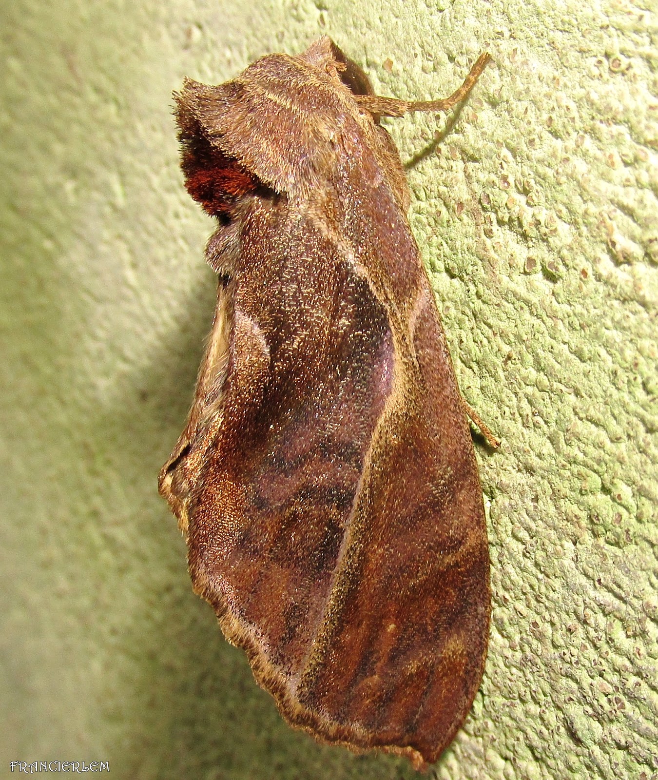 Lepidópteros (Borboletas e Mariposas).: Crinodes besckei