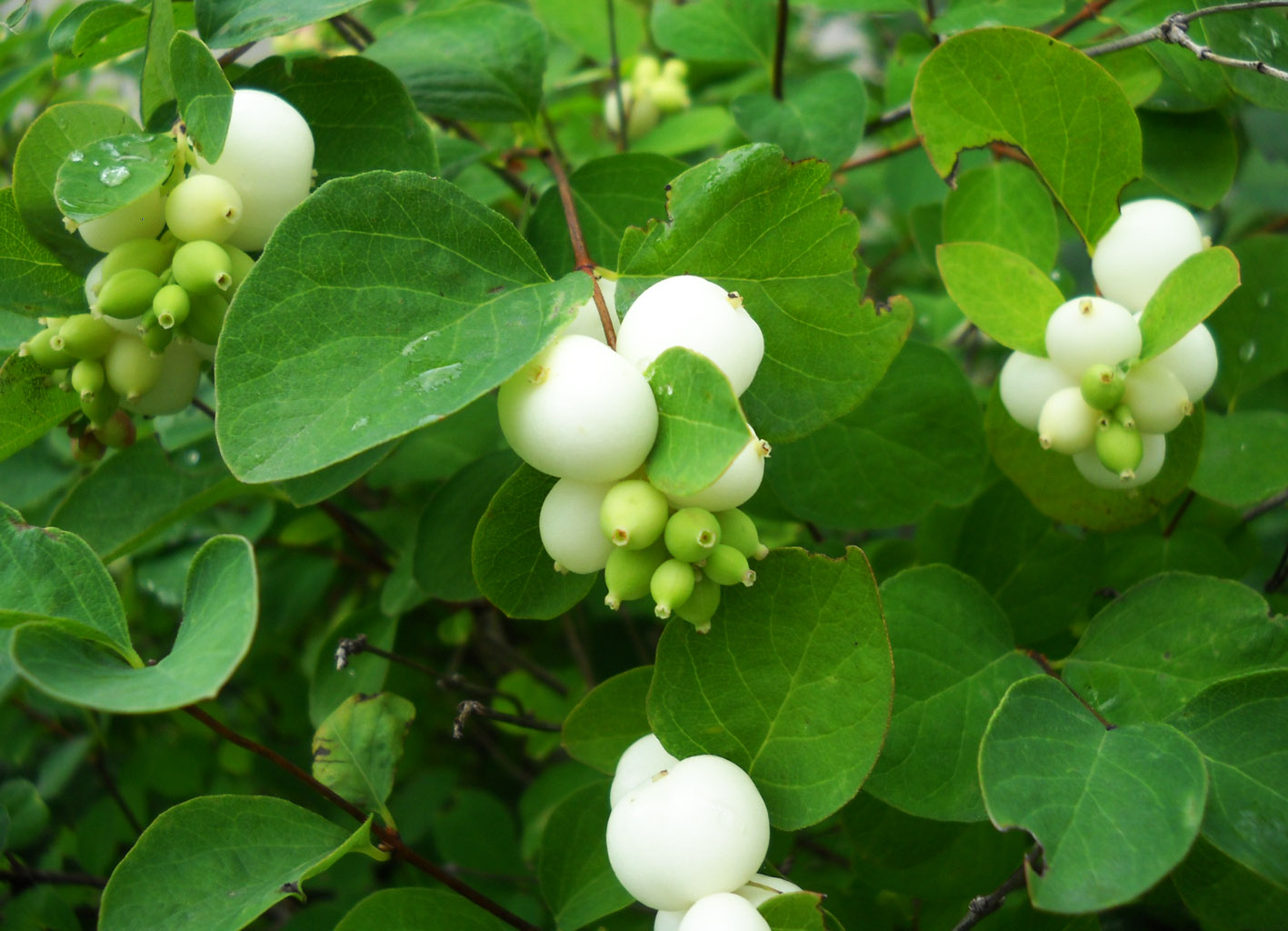 My Nature Photography: Snowberries