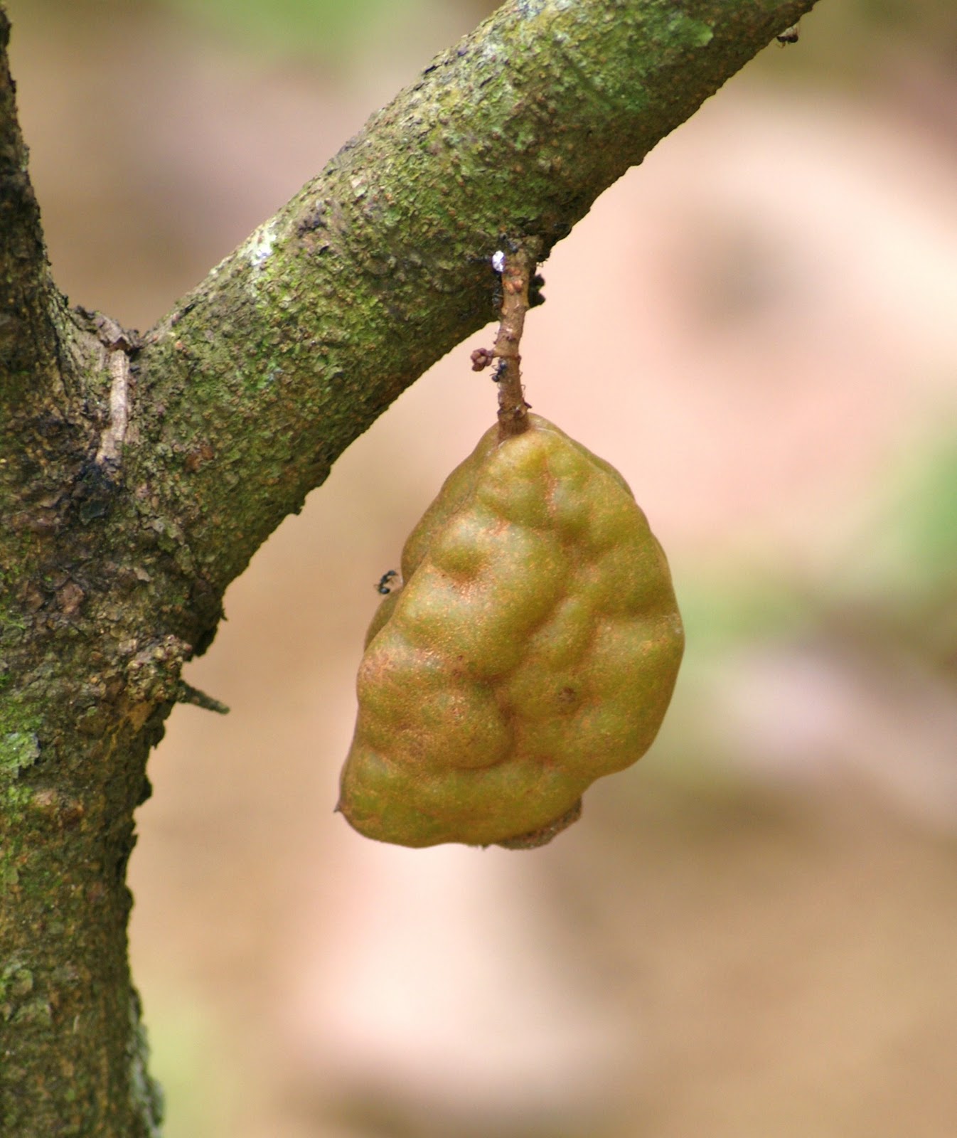 Buah Katak Puru