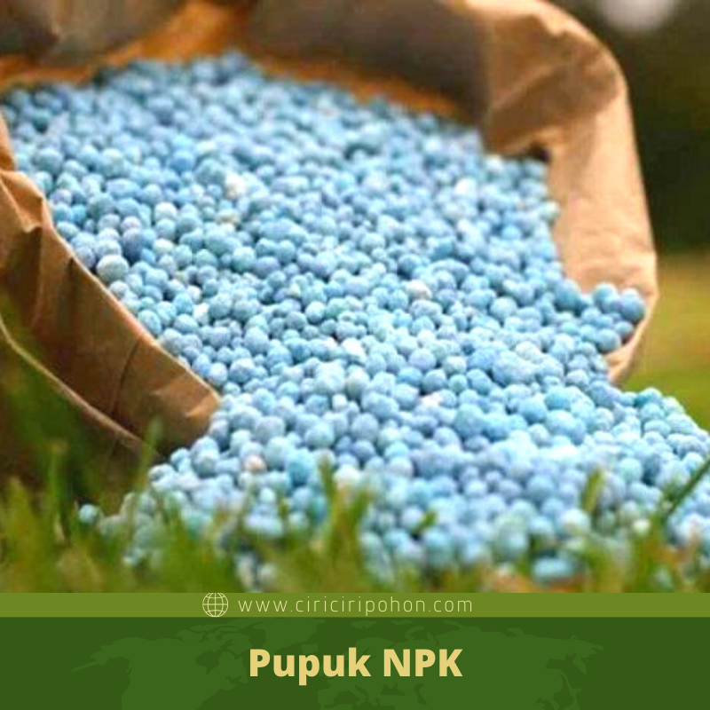 Jenis dan Manfaat Pupuk NPK 15-15-15 yang Wajib Diketahui ...