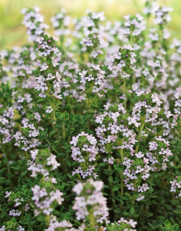 El Eco del Bosque: Plantas y Hierbas: Tomillo