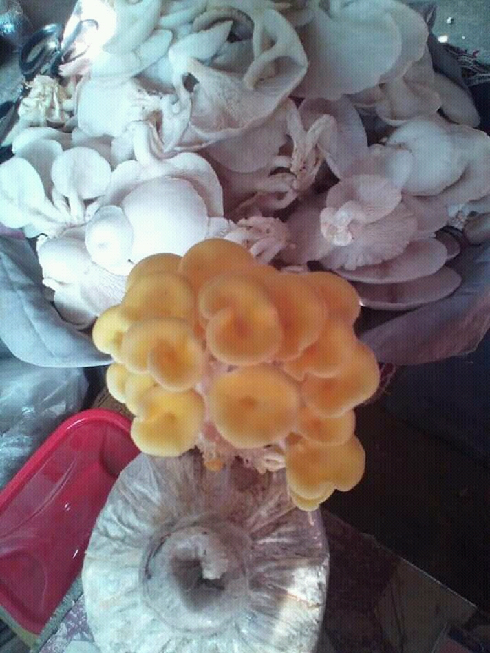 10 incredible benefits of Mashroom