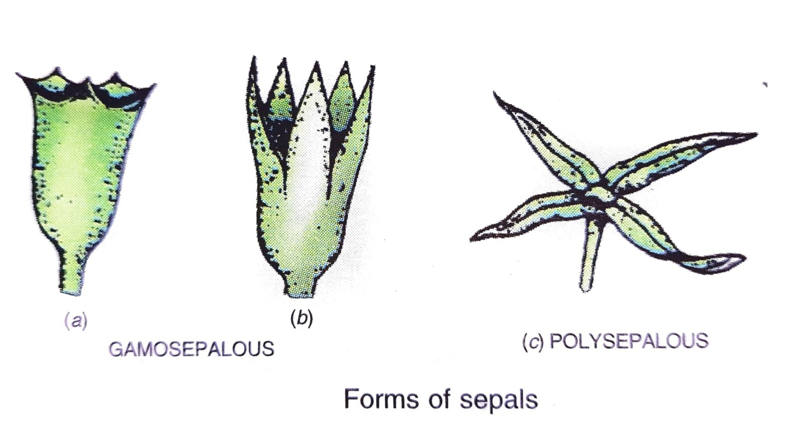 Parts Of A Flower And Their Functions With Diagram ArticlesBazar parts-of-a-flower-and-their-functions-with-diagram-articlesbazar