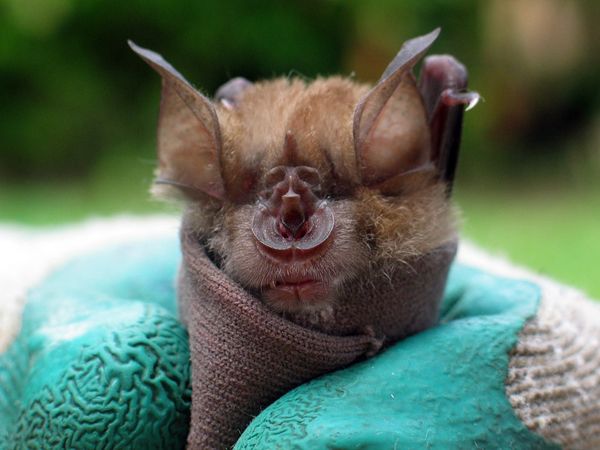 Best Jungle Life: Rare African Bats & African Bats Pics And Info