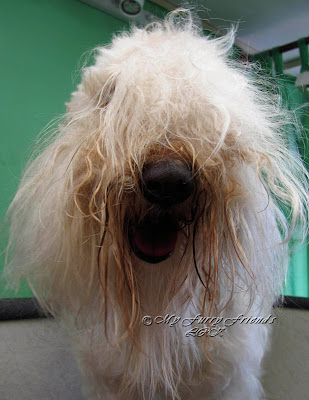 Pet Grooming: The Good, The Bad, & The Furry: Using a Mat Splitter to ...