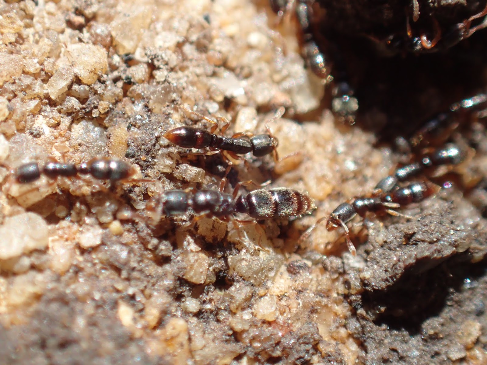 Biodiverse Gardens: North American Ant Genera