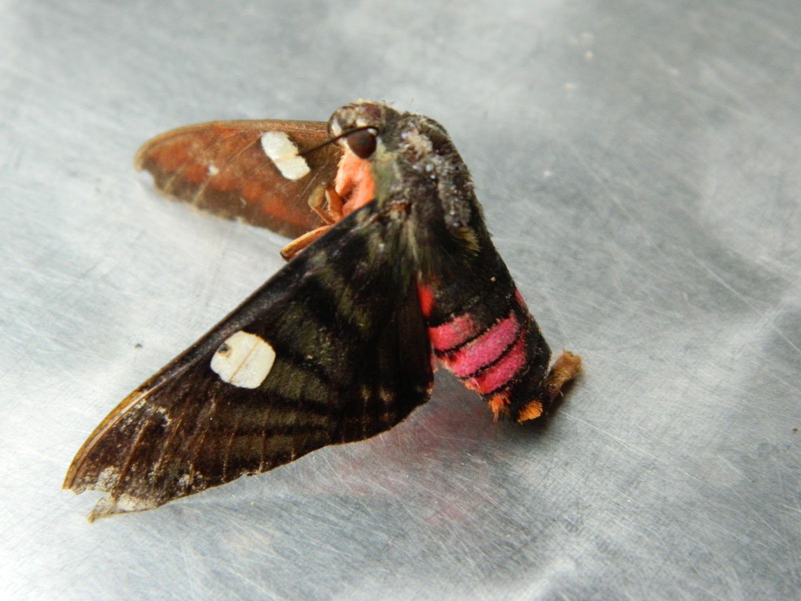 A Norfolk Birder in Thailand: Hawkmoths