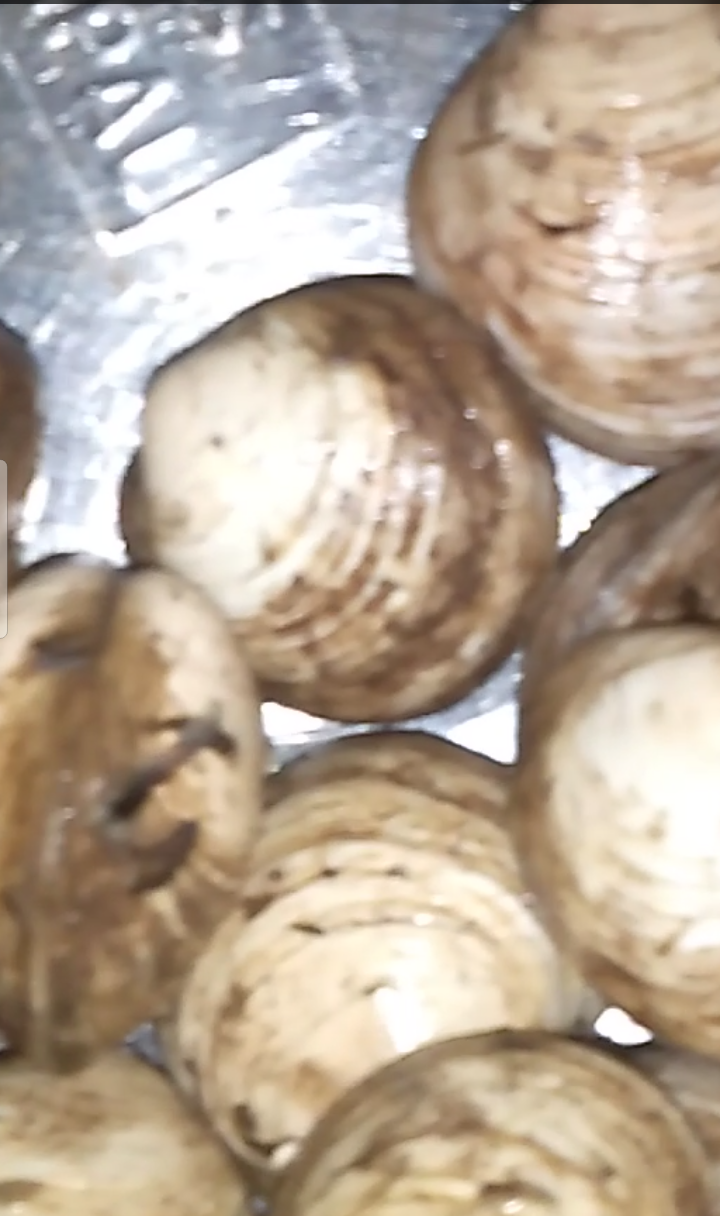 Manguha Tayo Ng Kapis Talaba At Mga Shell Sa Bakawan