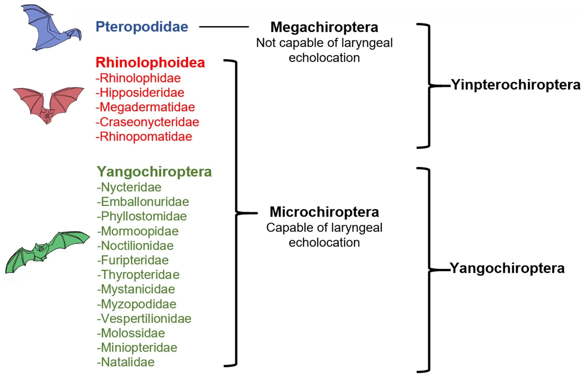 Species New to Science: [Mammalogy • 2020] The Evolution of Flight in ...