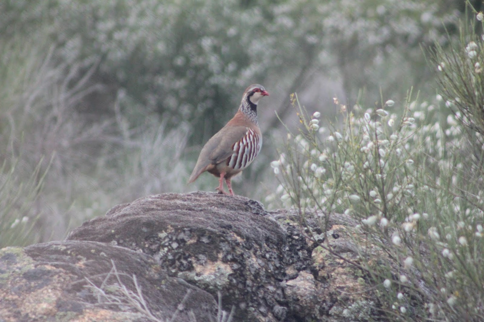 Perfumes y luces de Extremadura: Perdiz roja, Alectoris rufa.