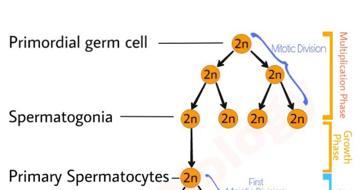 Spermatogenesis : Definition & Process ||Class 12 Biology