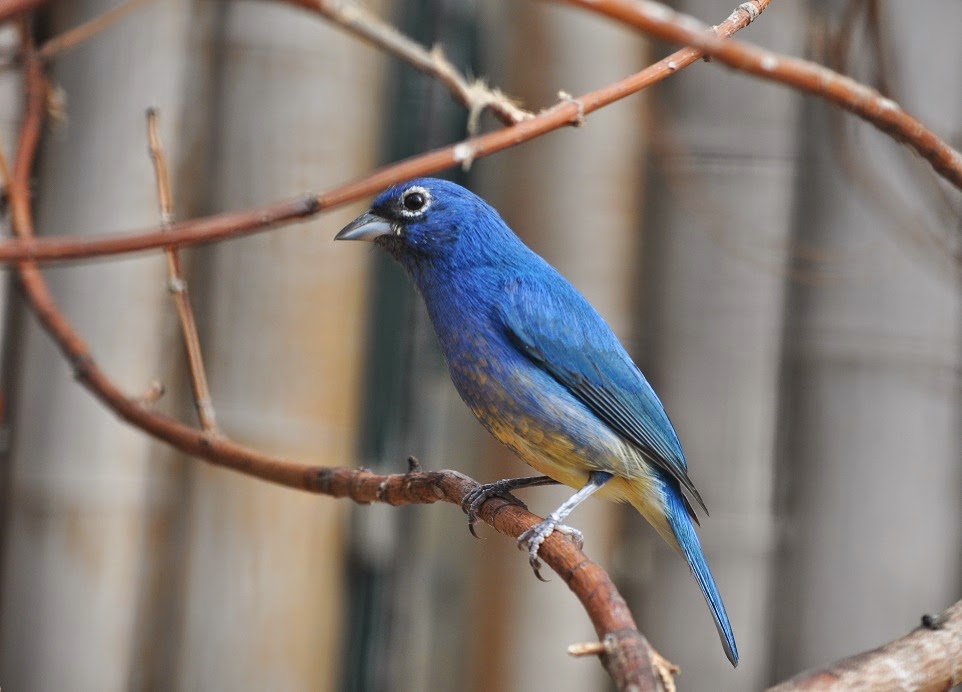 ZOOTOGRAFIANDO (6.100 ANIMALS): COLORÍN VENTRIROSADO (Passerina rositae)
