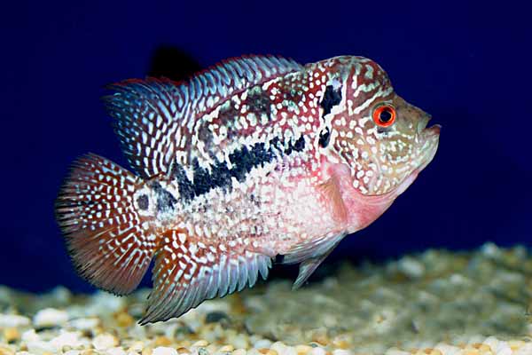 Fish Pictures: Flowerhorn cichlid, Louhan
