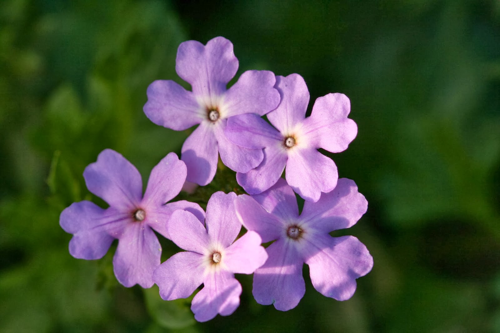 Native Florida Wildflowers: Tampa Verbena - Glandularia tampensis