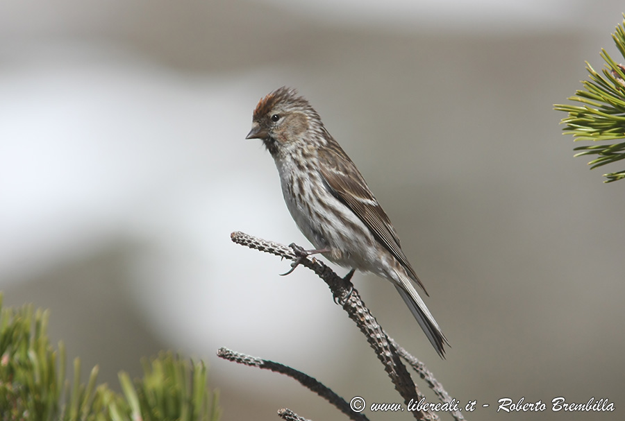 libereali: L’organetto un uccello dal curioso nome che ha una storia da ...