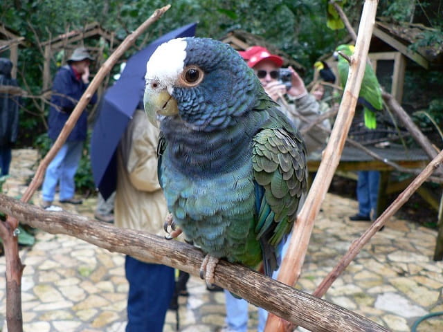 White Capped Pionus Parrot - House Birds