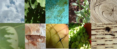 Share Our Garden!: Nature Patterns