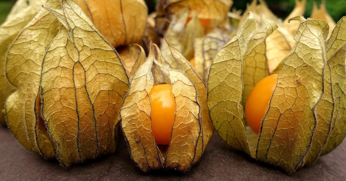 Receitas de Portugal: physalis... a fruta que faz milagres pela nossa ...