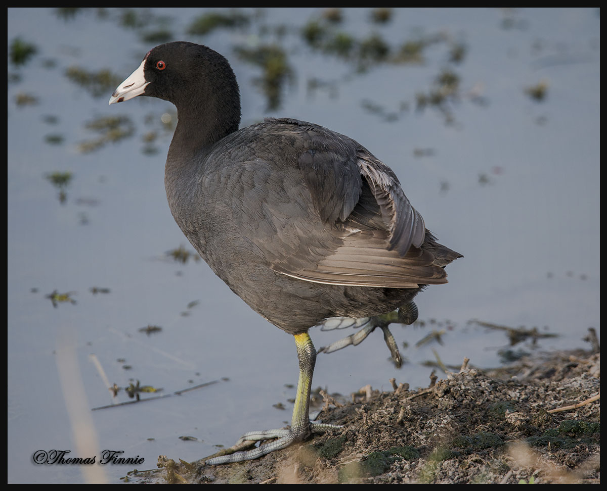 Thomas Finnie Photography: SUMMER MARSH BIRDS IN LOUISIANA