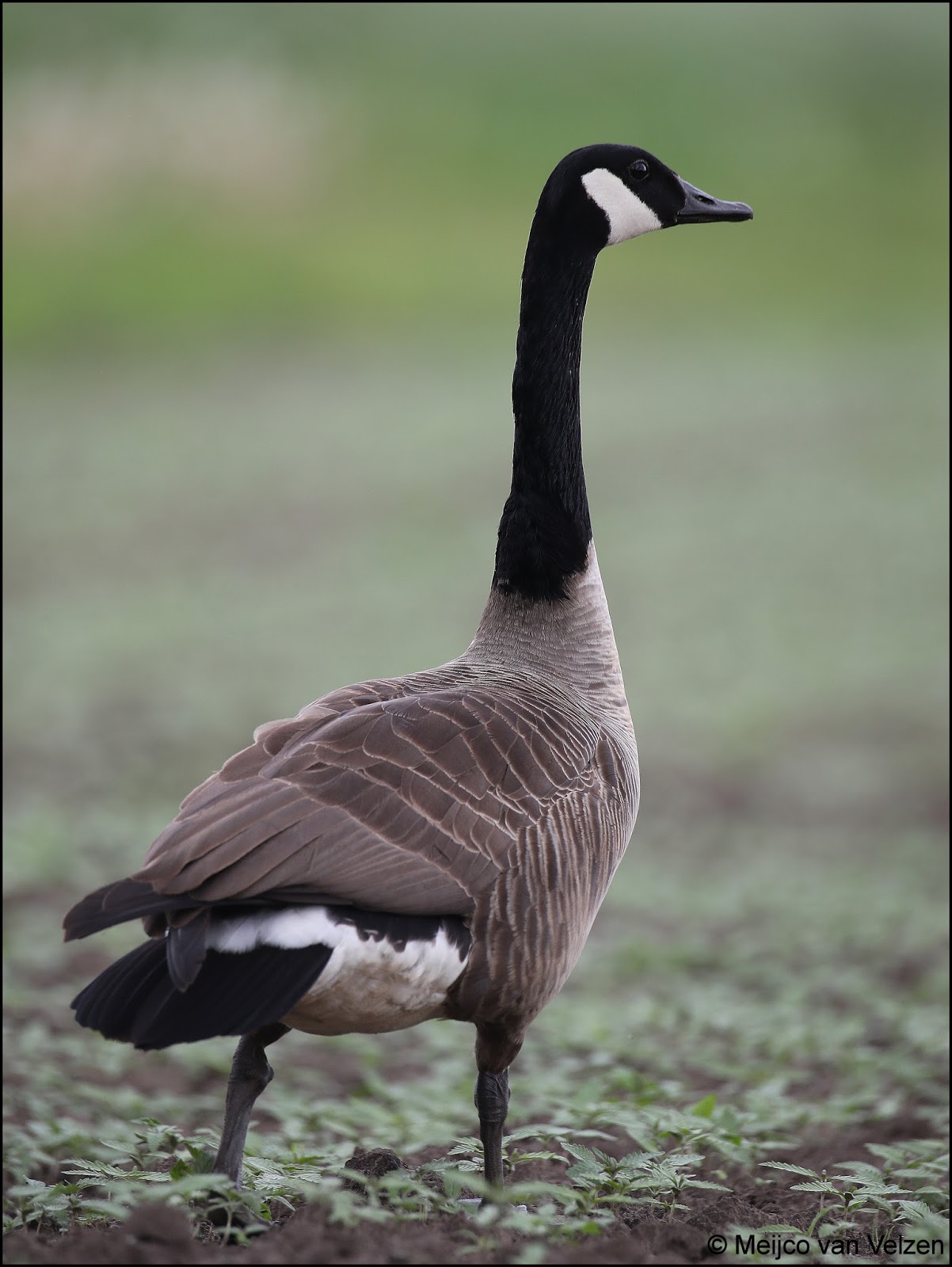 Meijco: 1-potige Westerwoldse kraanvogel