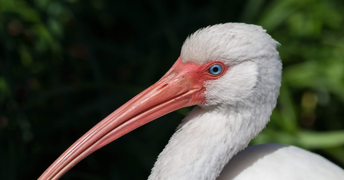 American White Ibis